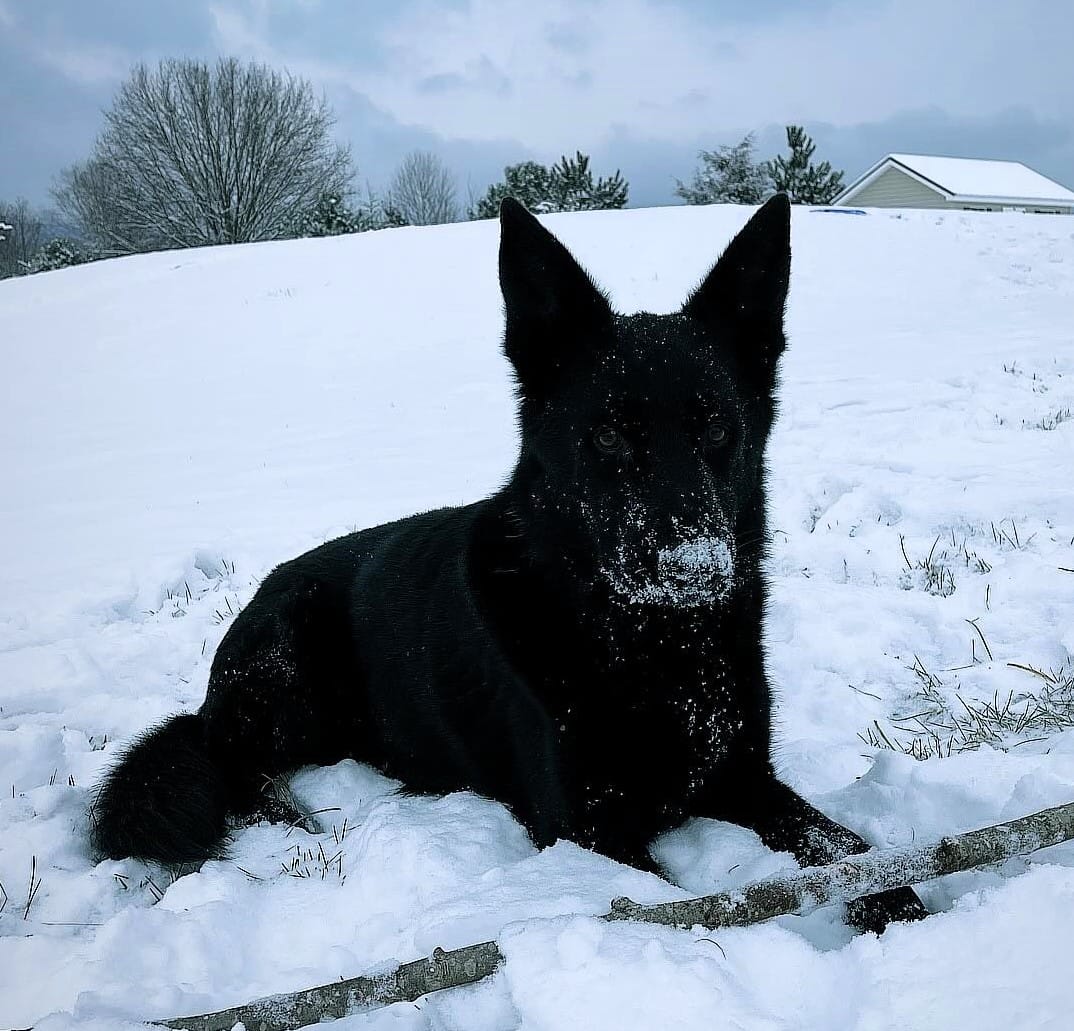 Marsh Run Kennels | Premier Dog Boarding & Daycare Facility