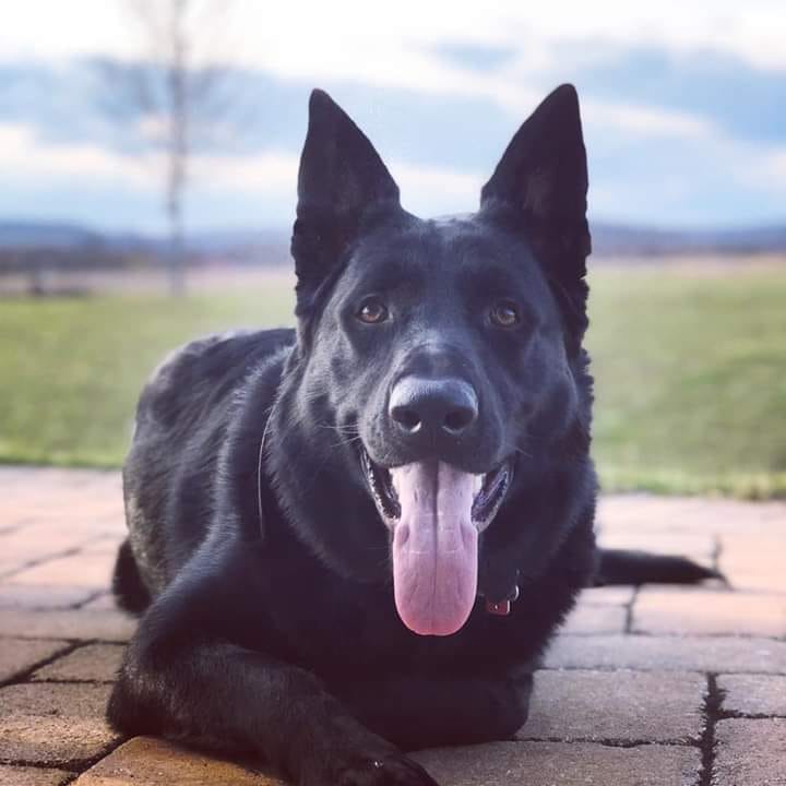 Marsh Run Kennels | Premier Dog Boarding & Daycare Facility